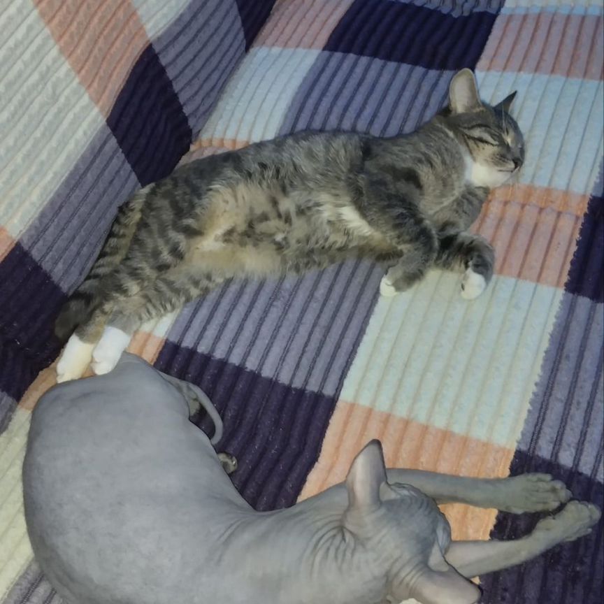 Канадский сфинкс отдам