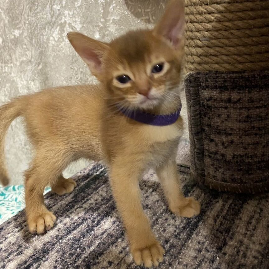 Абиссинский котёнок