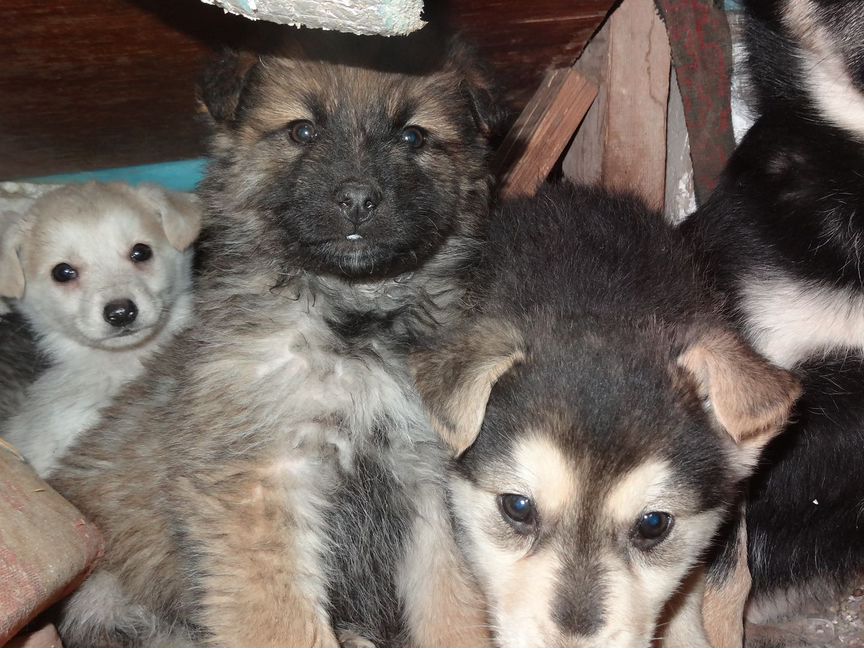 Много щенков, помогите пристроить