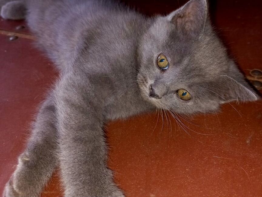 Котенок в ответственные руки