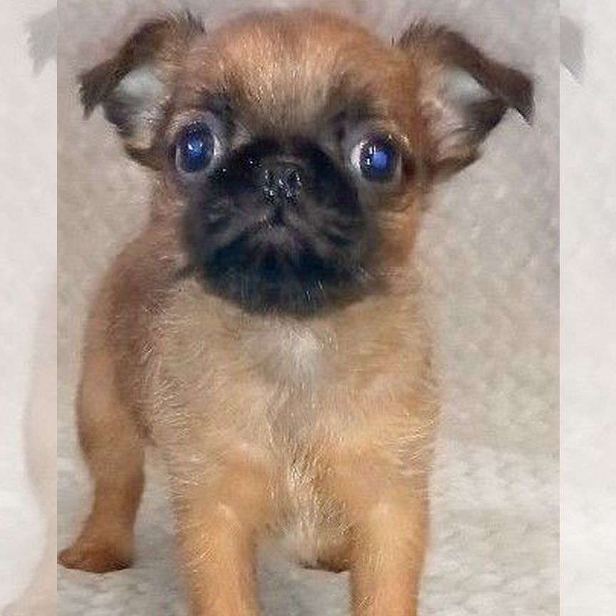 Брюссельский гриффон