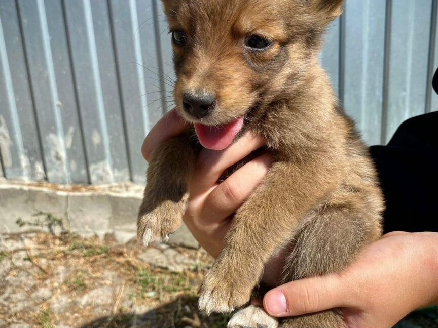 Щенок в добрые руки