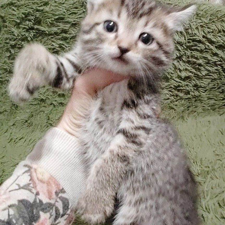 Домашние тигрята