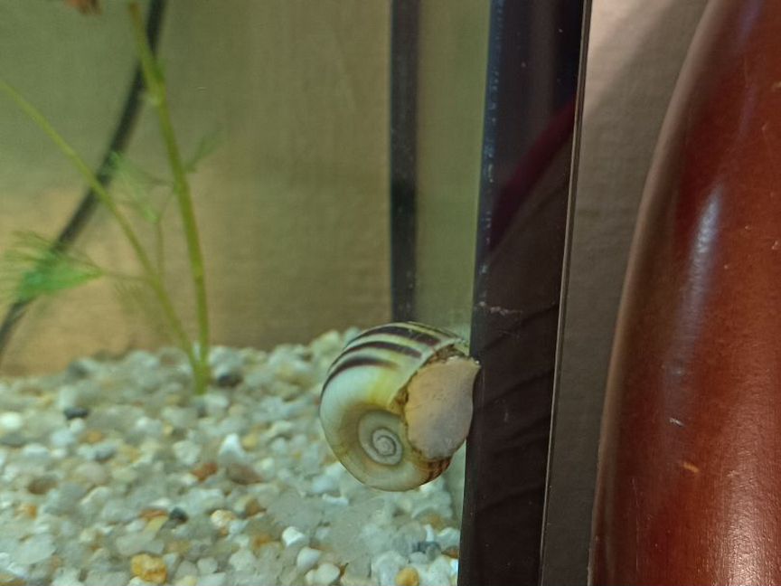 Улитка Мариза