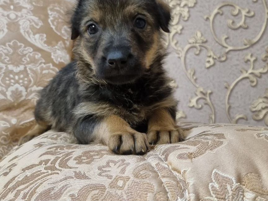 Щенок в добрые руки (помесь овчарки)