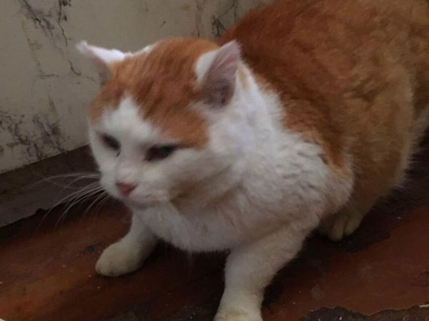 Очень милый котик Белик ищет дом