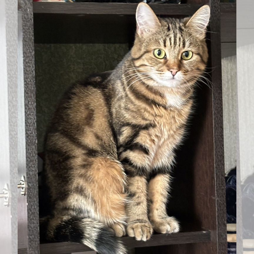 Взрослая, кошка в добрые руки