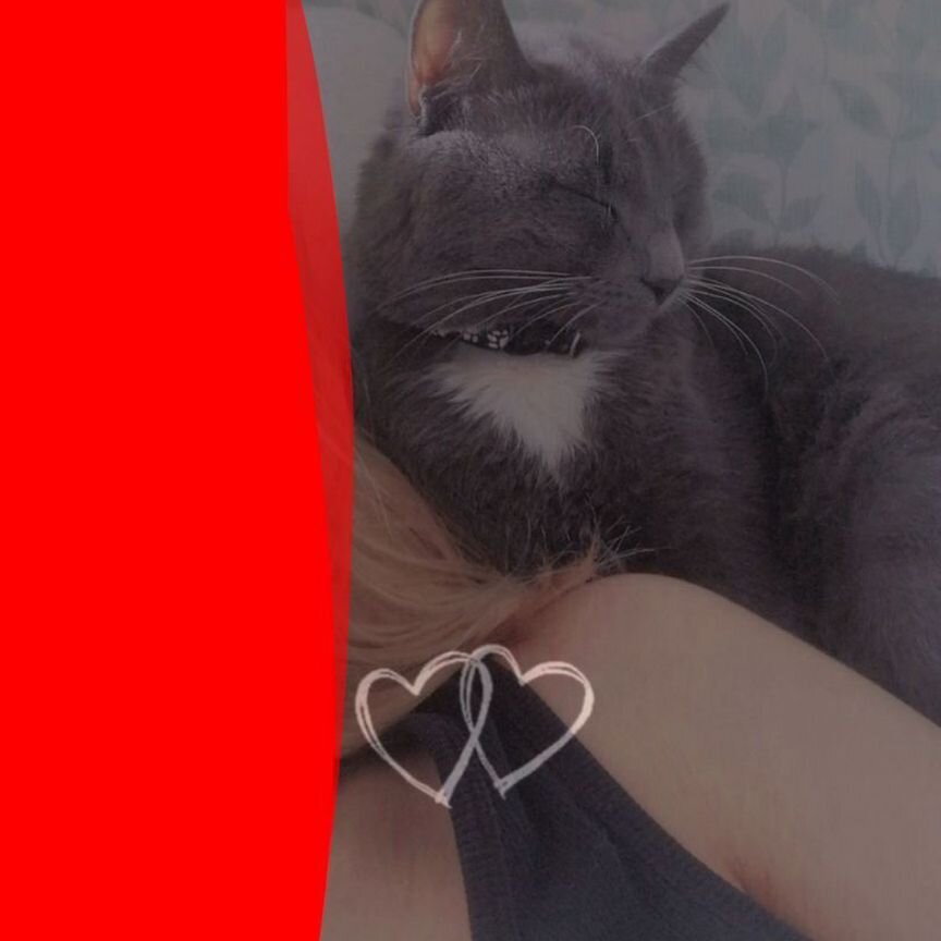Отдам в добрые руки двух котов
