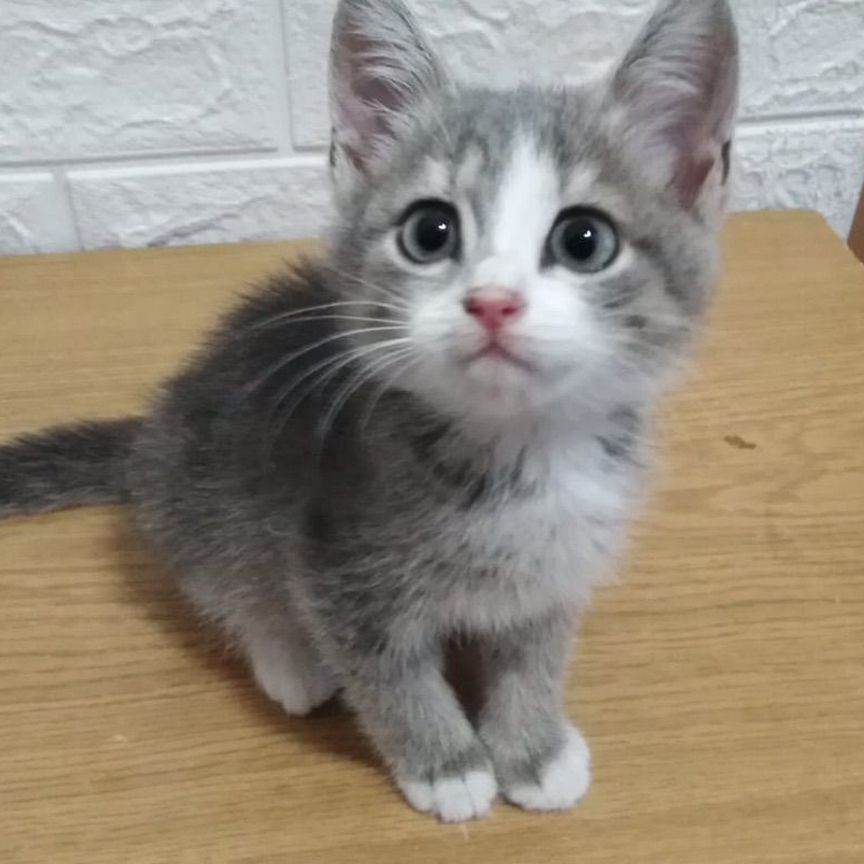 Отдадим котенка в добрые рукм