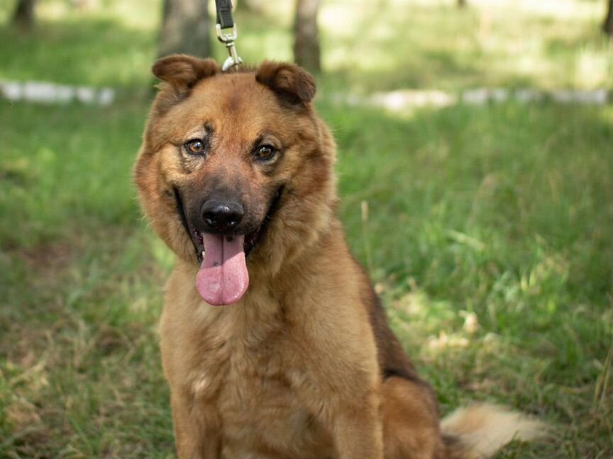 Рыжий пес из приюта на счастье