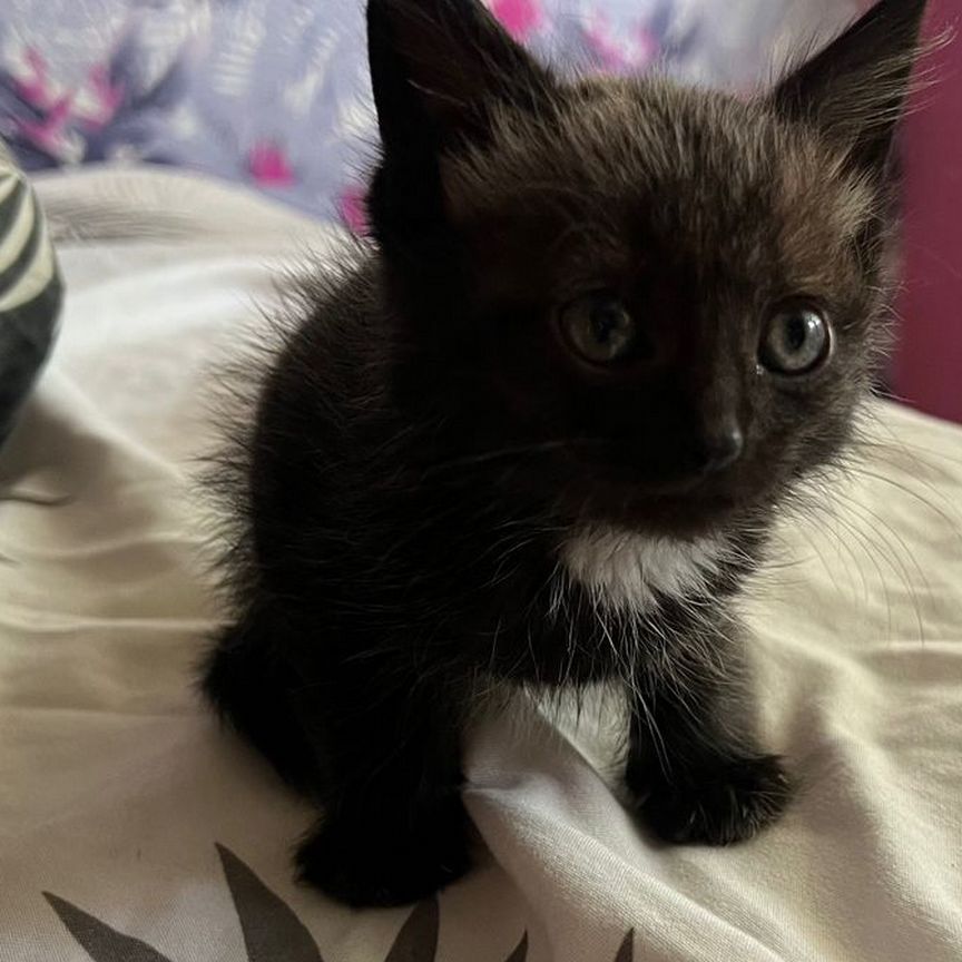 Котёнок в добрые руки