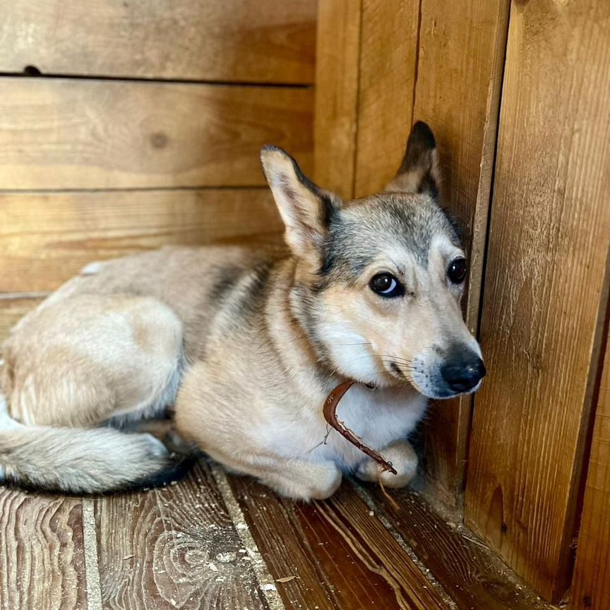 Собаке не место в приюте