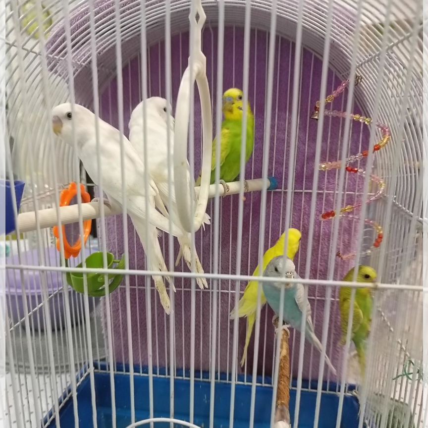 Птенцы волнистый попугай