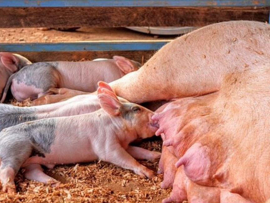 Жидкие поросята