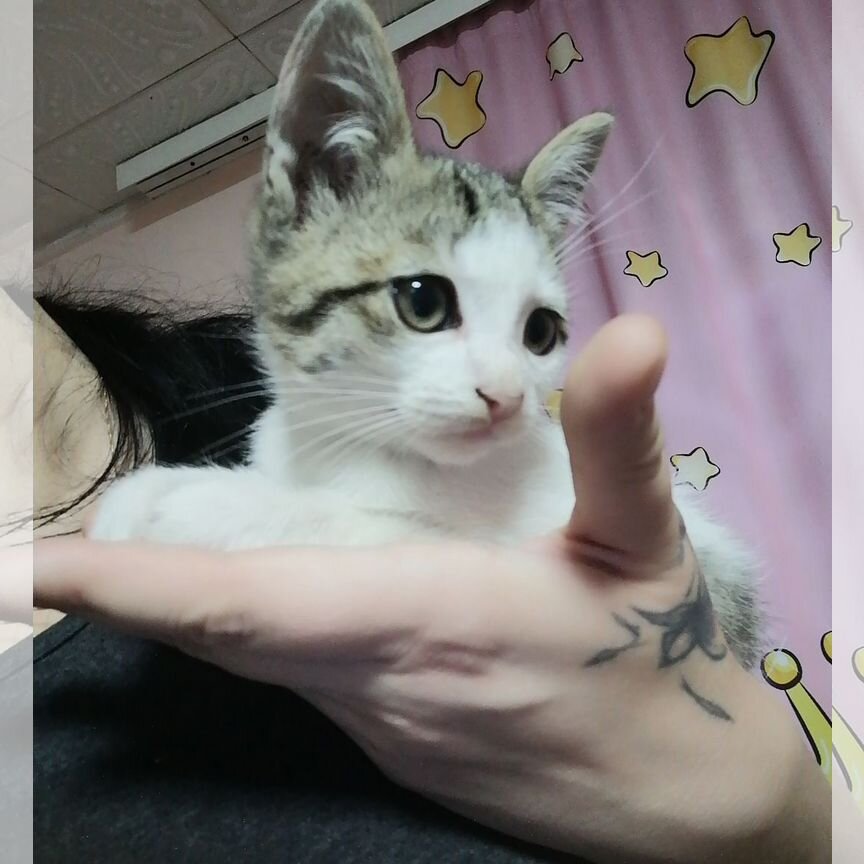 Отдам бесплатно котика
