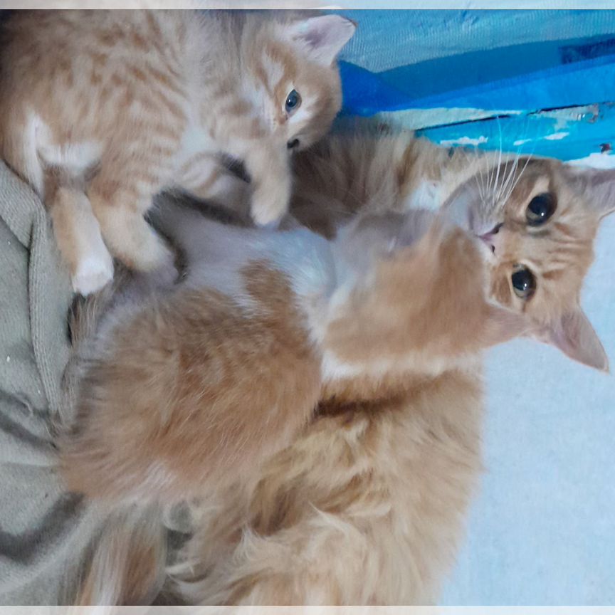 Сибирский котёнок