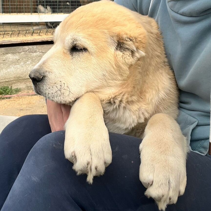 Девочка сао