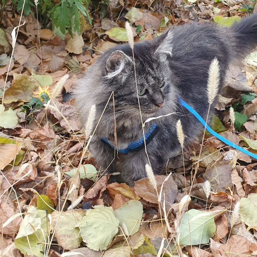 Кот в добрые руки Барсик