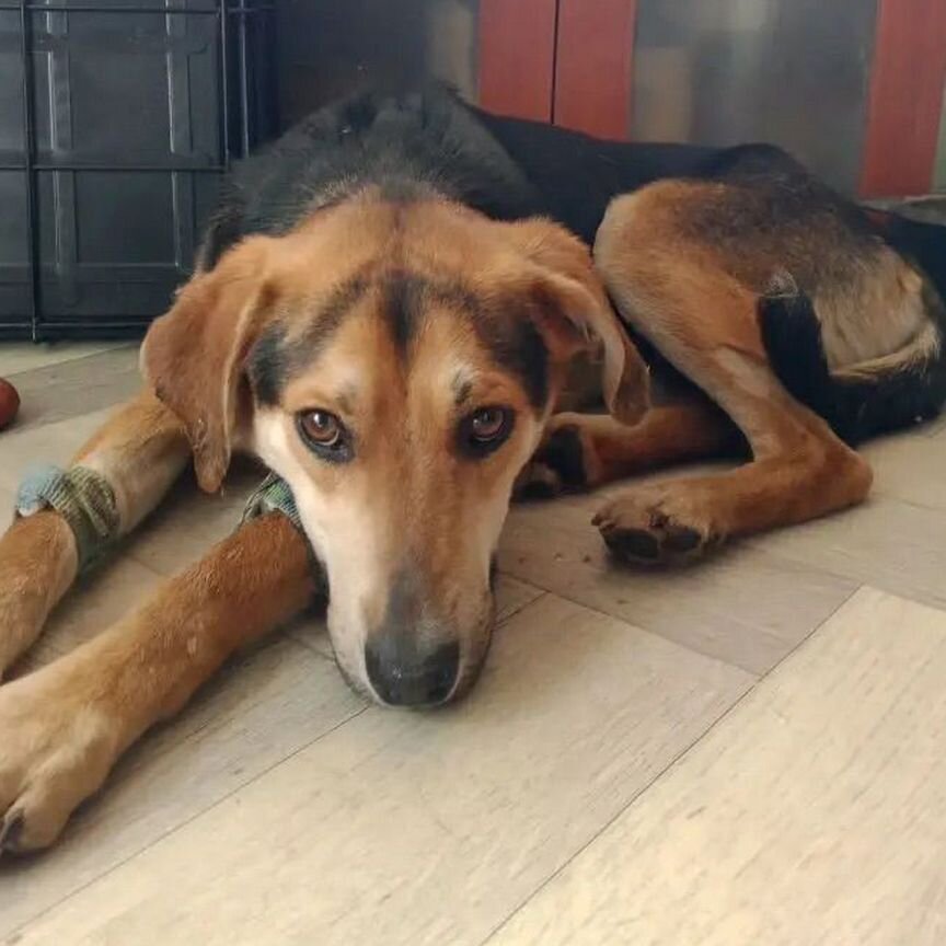 Щенок в добрые руки