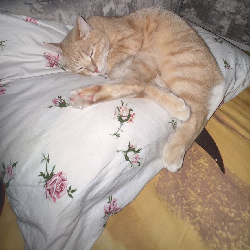 Взрослый кот в добрые руки