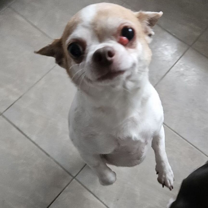 Чихуахуа, взрослая собака