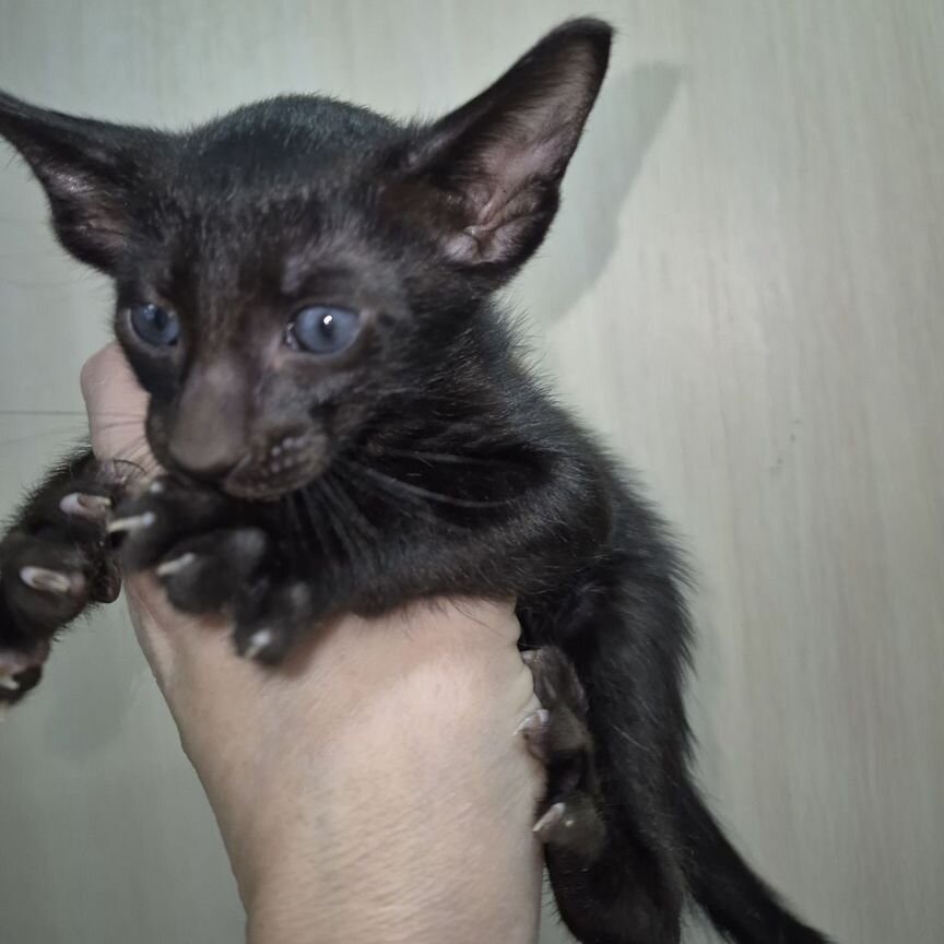 Ориентальный котёнок