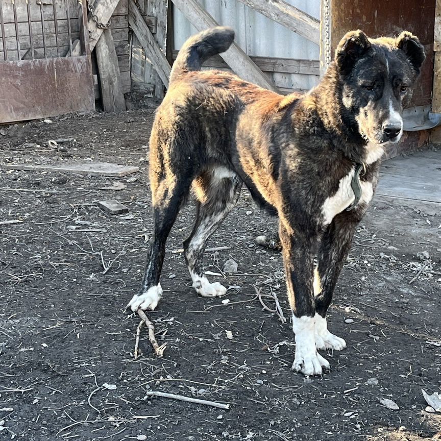 Собака кавказец