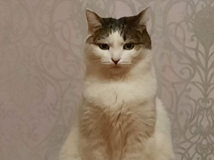 Кошка в дар