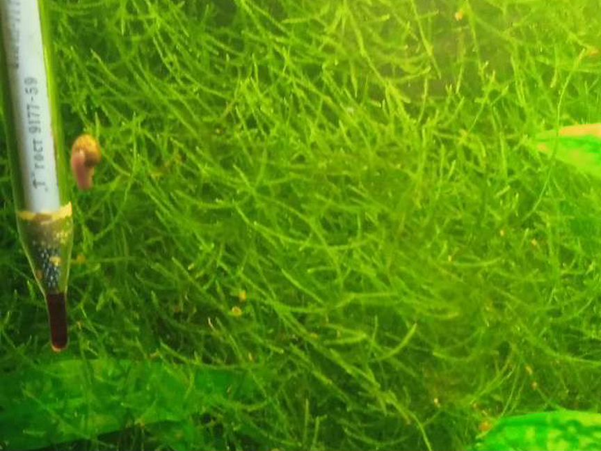 Аквариумные растения - хетоморфа