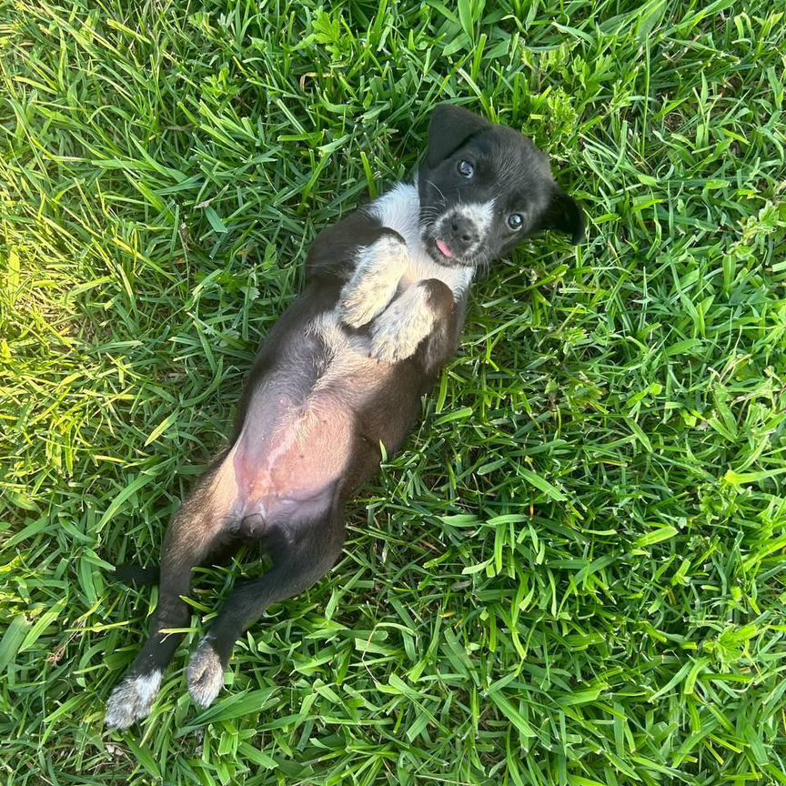 Щенок Элли - собака в добрые руки в дар