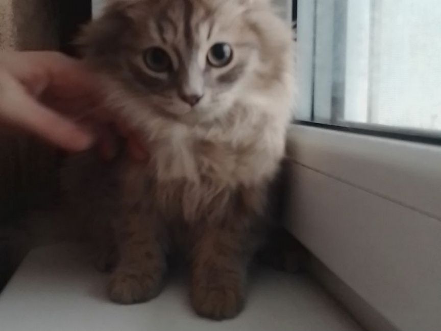 Сибирский котик 3 месяца