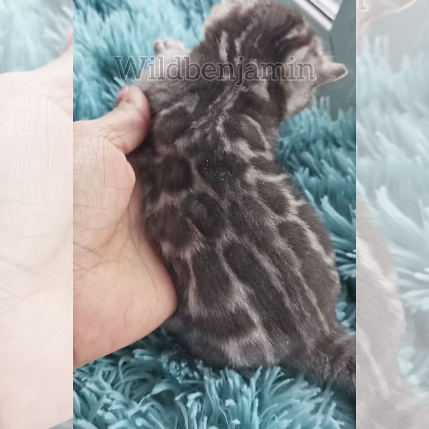 Бенгальские котята серебро