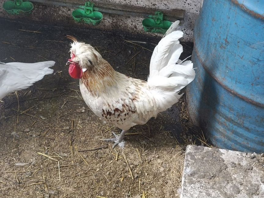 Молодые петушки