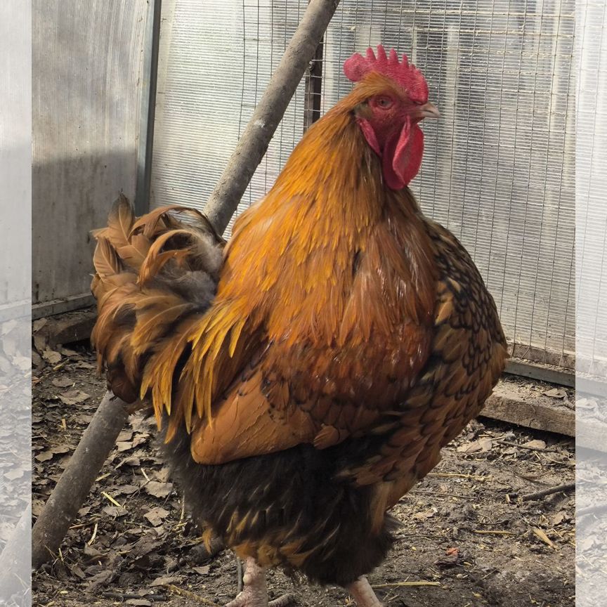 Куры петухи орпингтоны