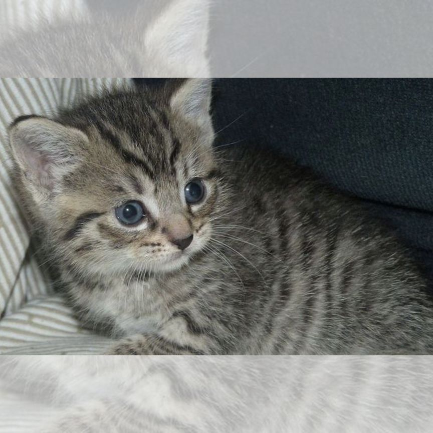 Британский короткошёрстный котёнок