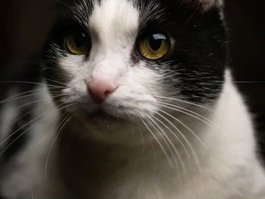 Кошка Фрося