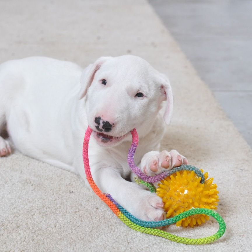 Предлагается щенок бультерьера