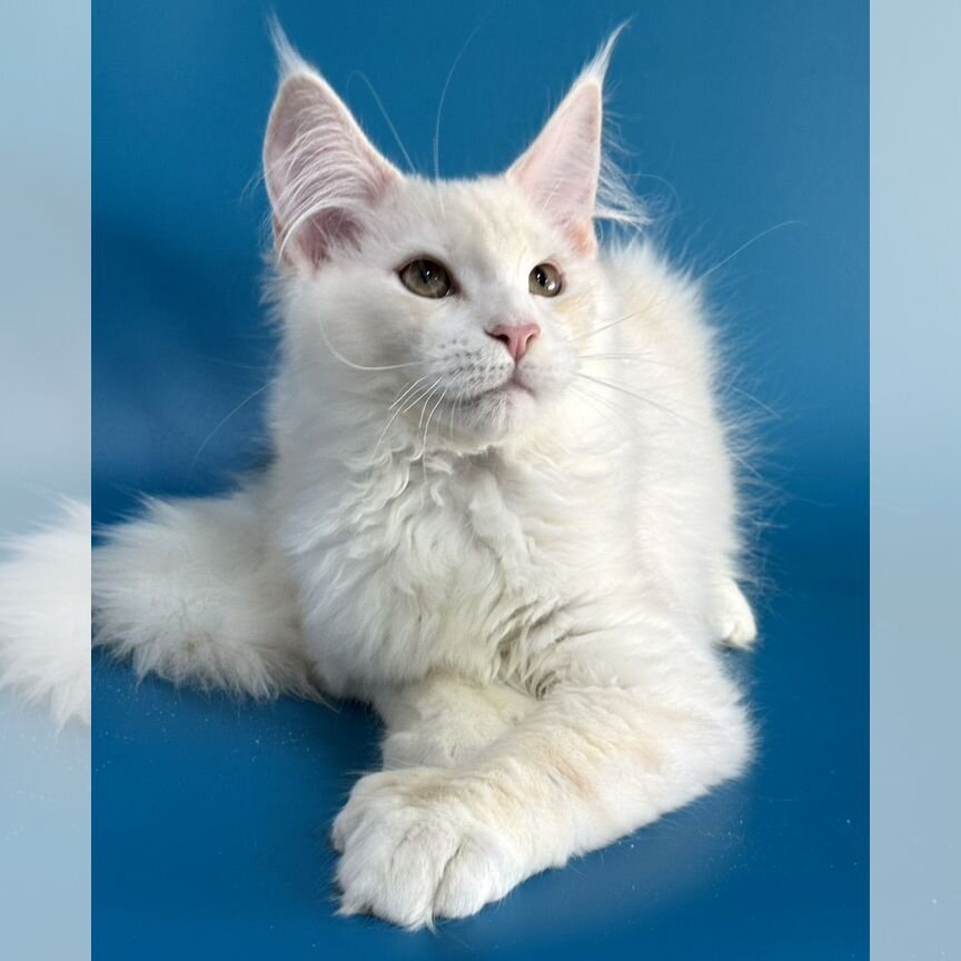 Мейн-кун полидакт,шейдед окрас