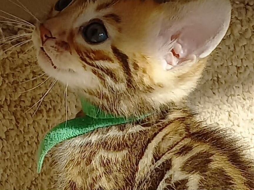 Бенгальские котята