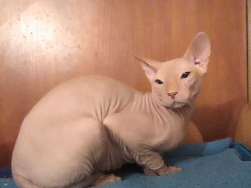 Донской сфинкс (котик)