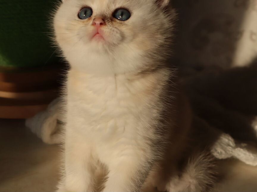 Британские котята серебристая шиншилла, мальчик 2м