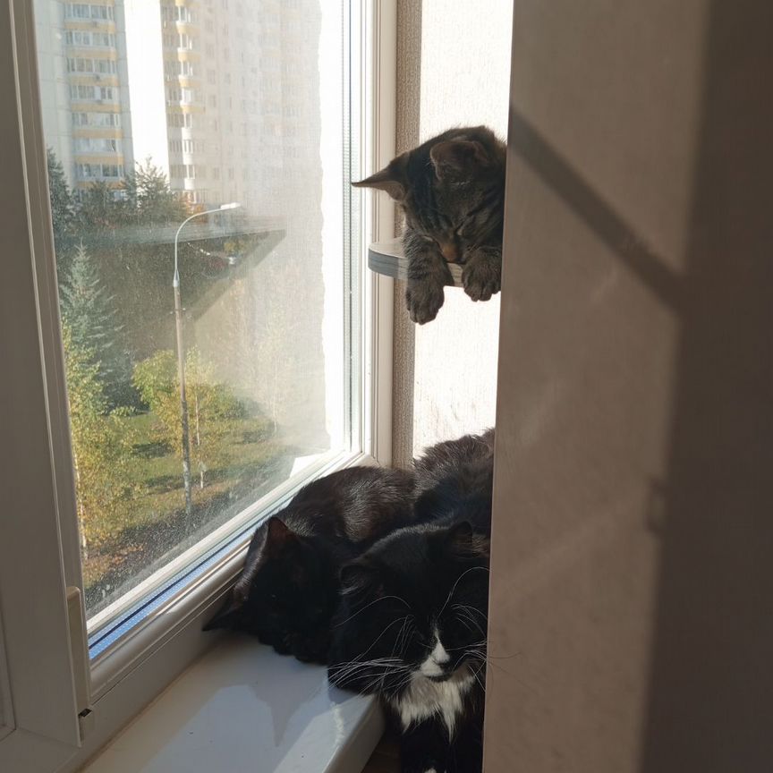 Котята 3 месяца мальчики в добрые руки