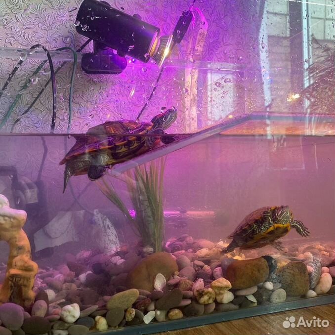 Красноухие черепахи