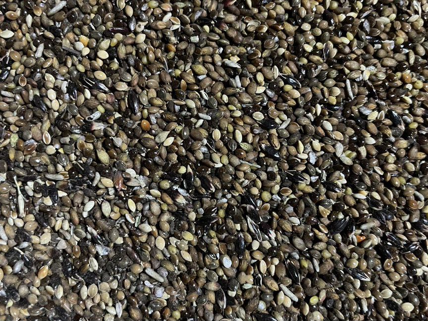 Половинки семян суданской травы (птичий корм)