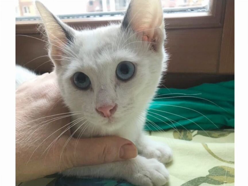 Котенок мальчик с голубыми глазами