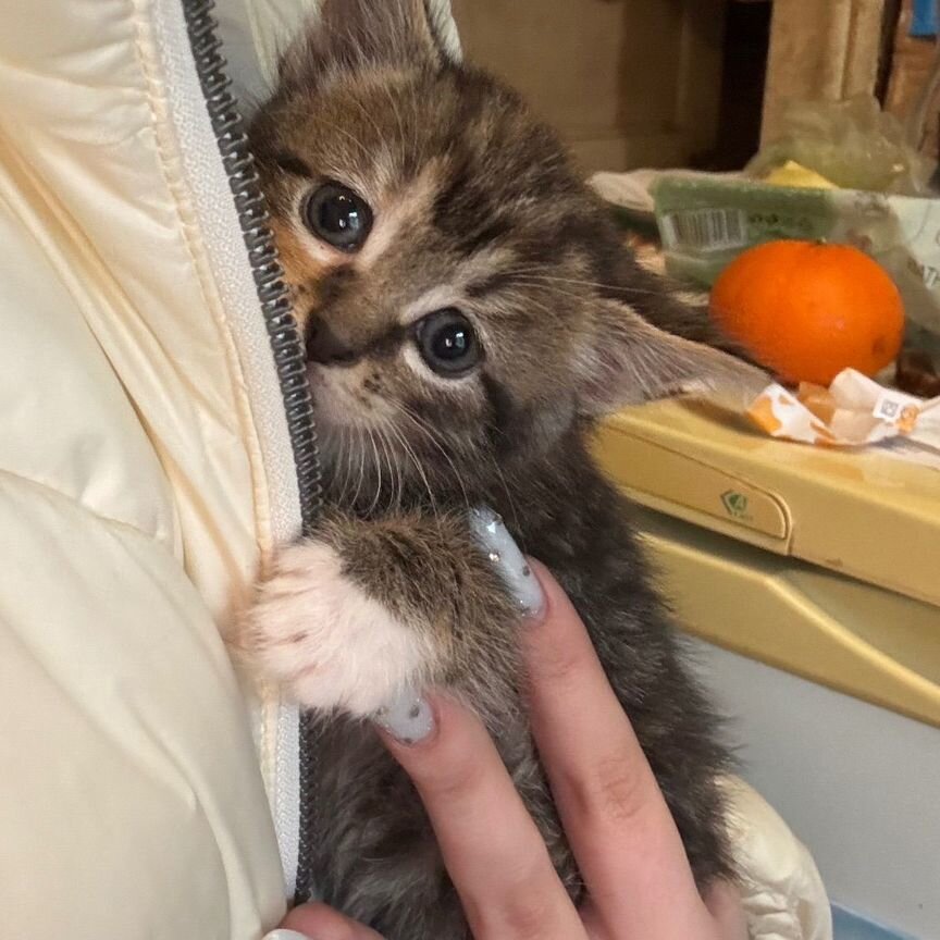Котёнок в добрые руки