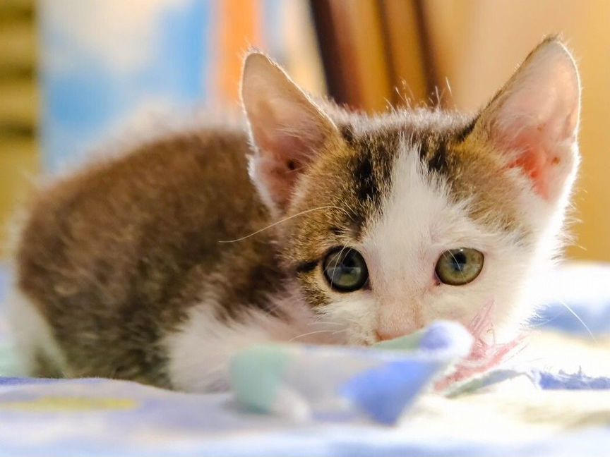 Мальчик который выжил в дар (котенок)