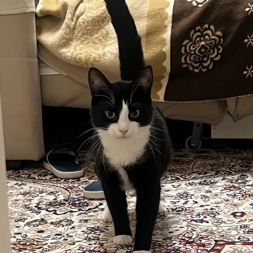 Взрослый кот в добрые руки