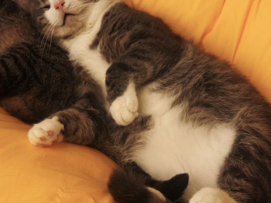 Котик Салем