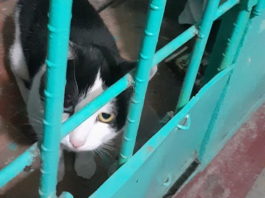 Потерялась кошка нашлась кошка потеряшка